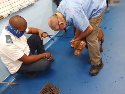 ’Fighting’ scars on badly mauled dogs tell story of cruelty